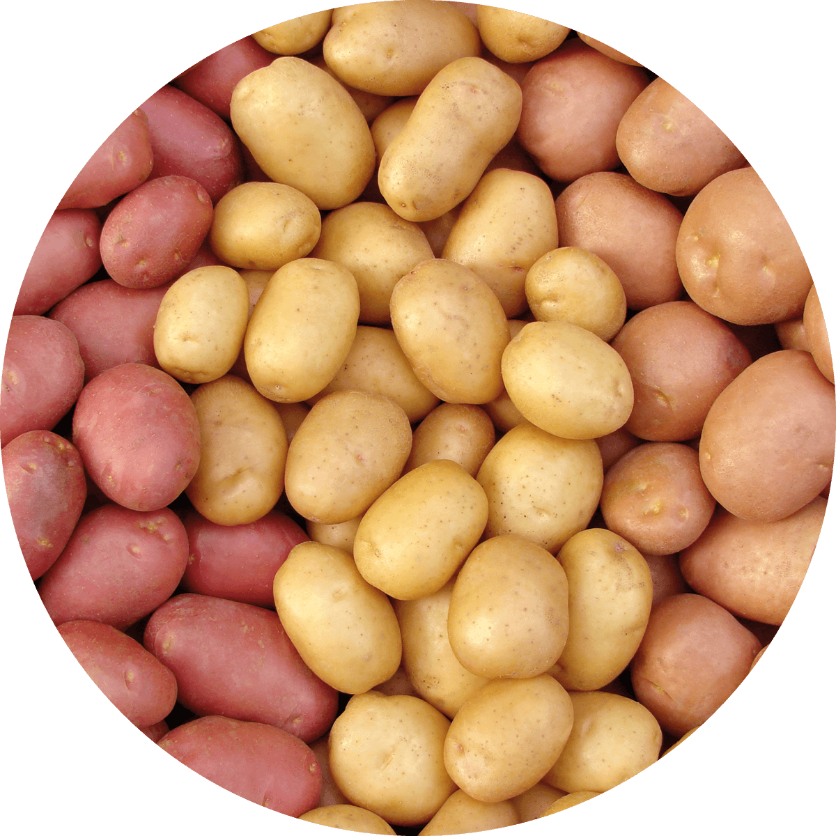 Solutions - Insort - We catch them all